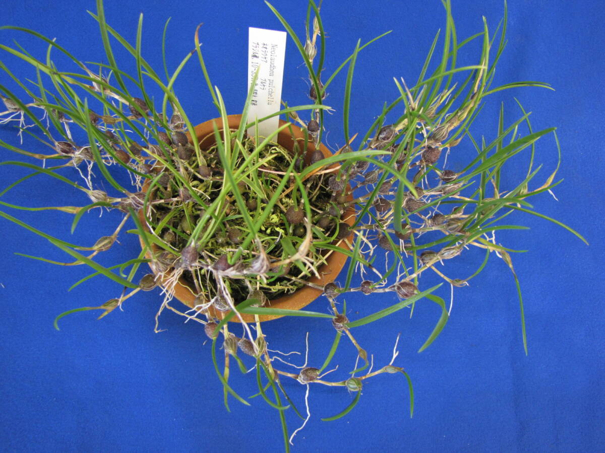 Yahoo!オークション - Nla.pulchella大株