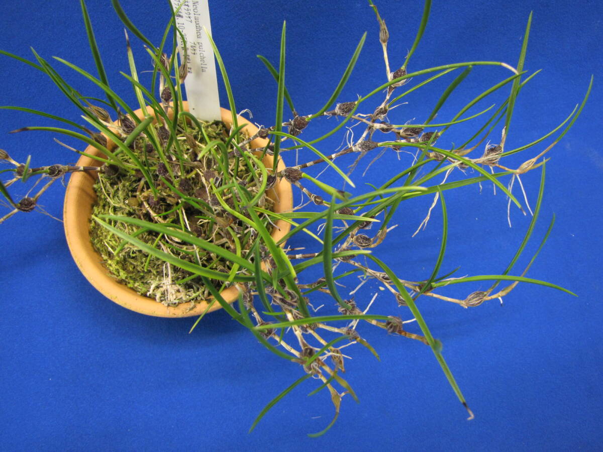 Yahoo!オークション - Nla.pulchella