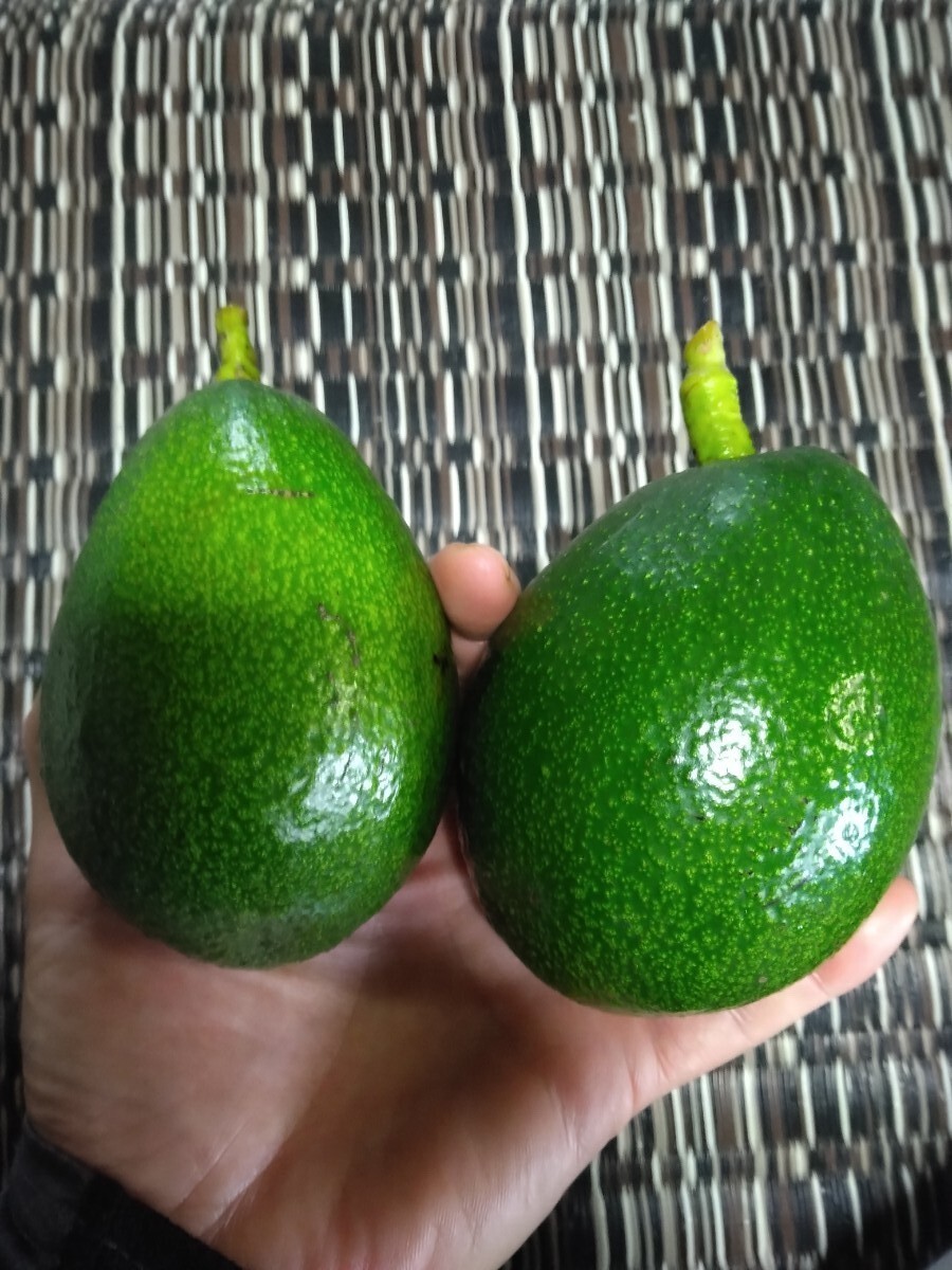 Yahoo!オークション - 愛媛県中島産アボカド品種ベーコン950g～1kg