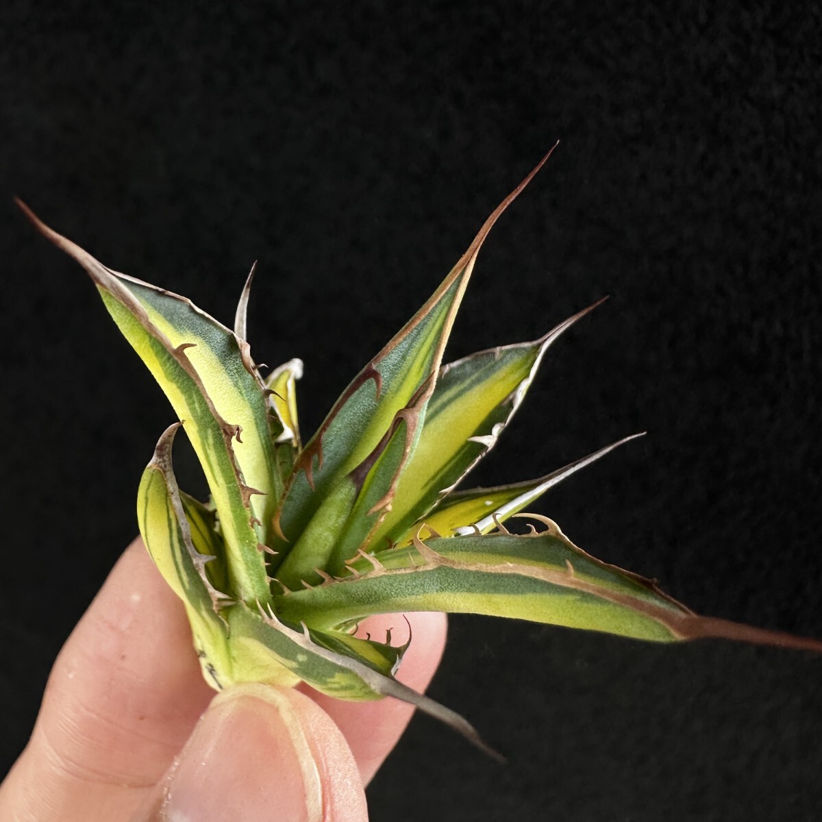 Yahoo!オークション - Lj_plants N157 アガベ ホリダ horrida 貴重な希...