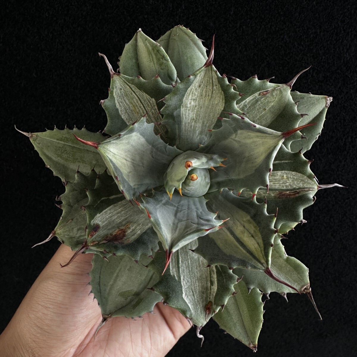 Yahoo!オークション - Lj_plants N172 アガベ雷神白厚中斑 鮮明錦 極上...