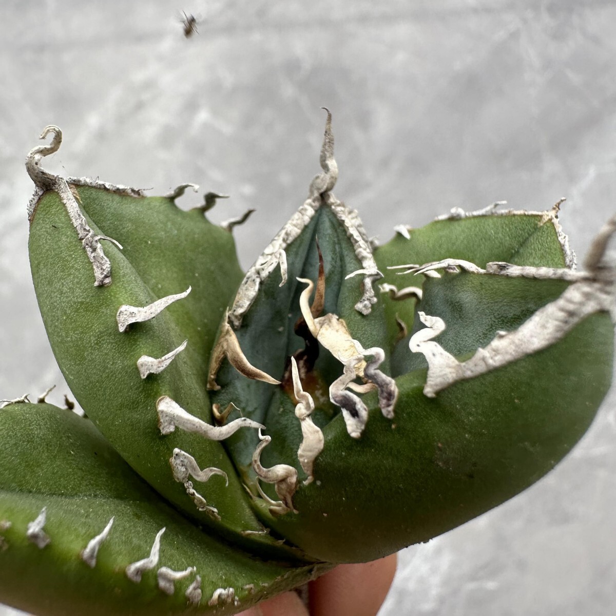 Yahoo!オークション - R27 アガベ チタノタ SAD 南アフリカダイヤモン...