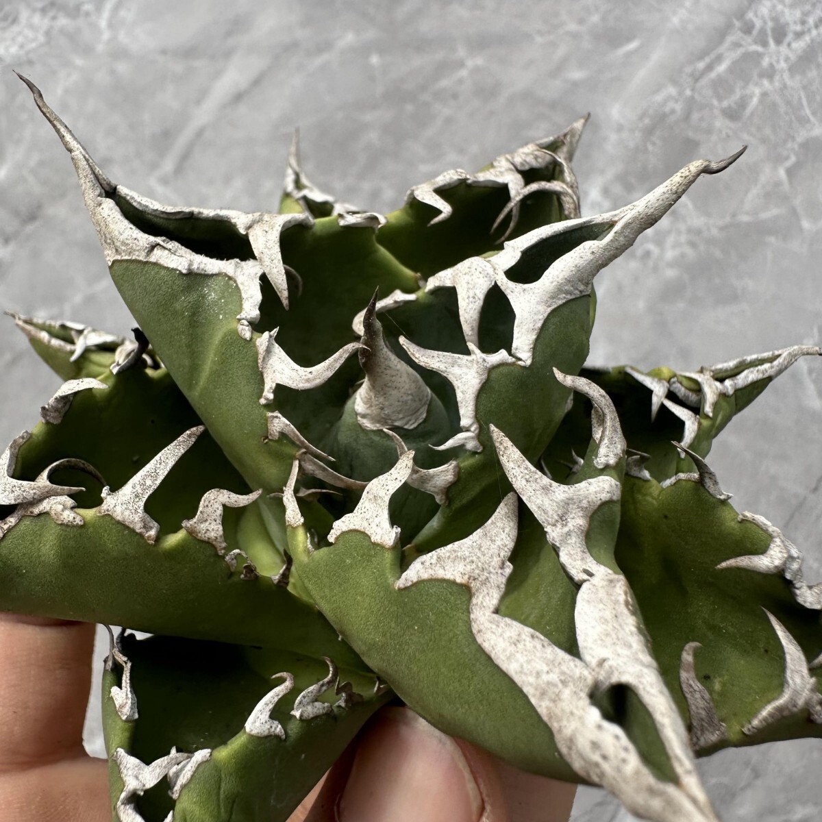 Yahoo!オークション - S33 アガベ チタノタ オアハカ産オテロイ Oaxaca...