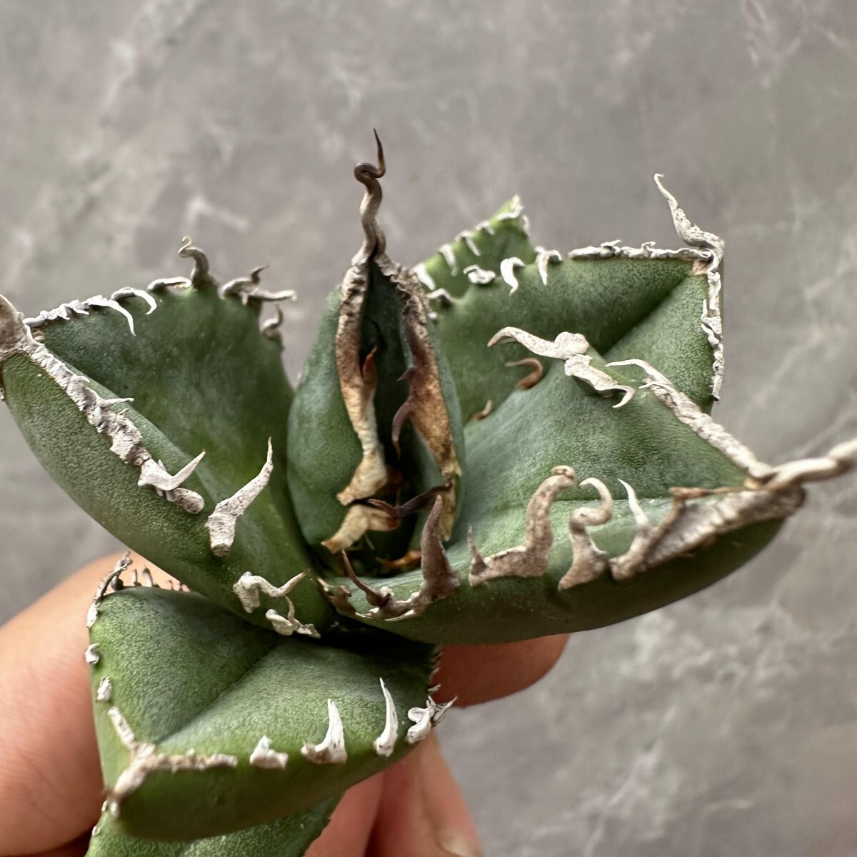 Yahoo!オークション - U27 アガベ チタノタ SAD 南アフリカダイヤモン...