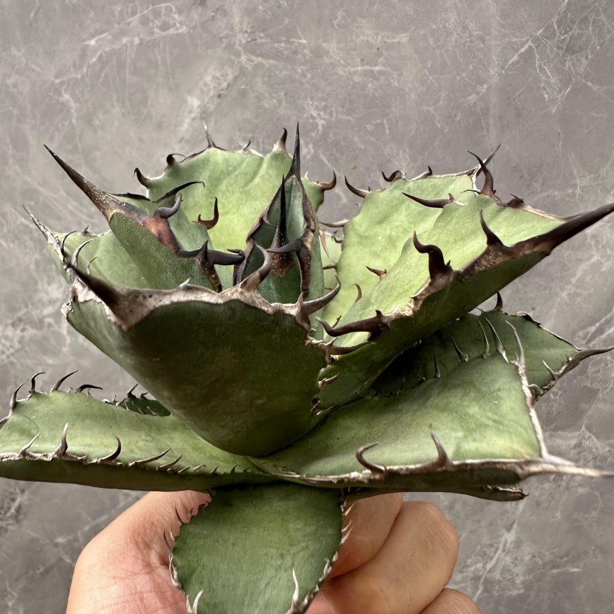 Yahoo!オークション - U38 特選 アガベ 多肉植物 チタノタ 龍牙 強棘 ...