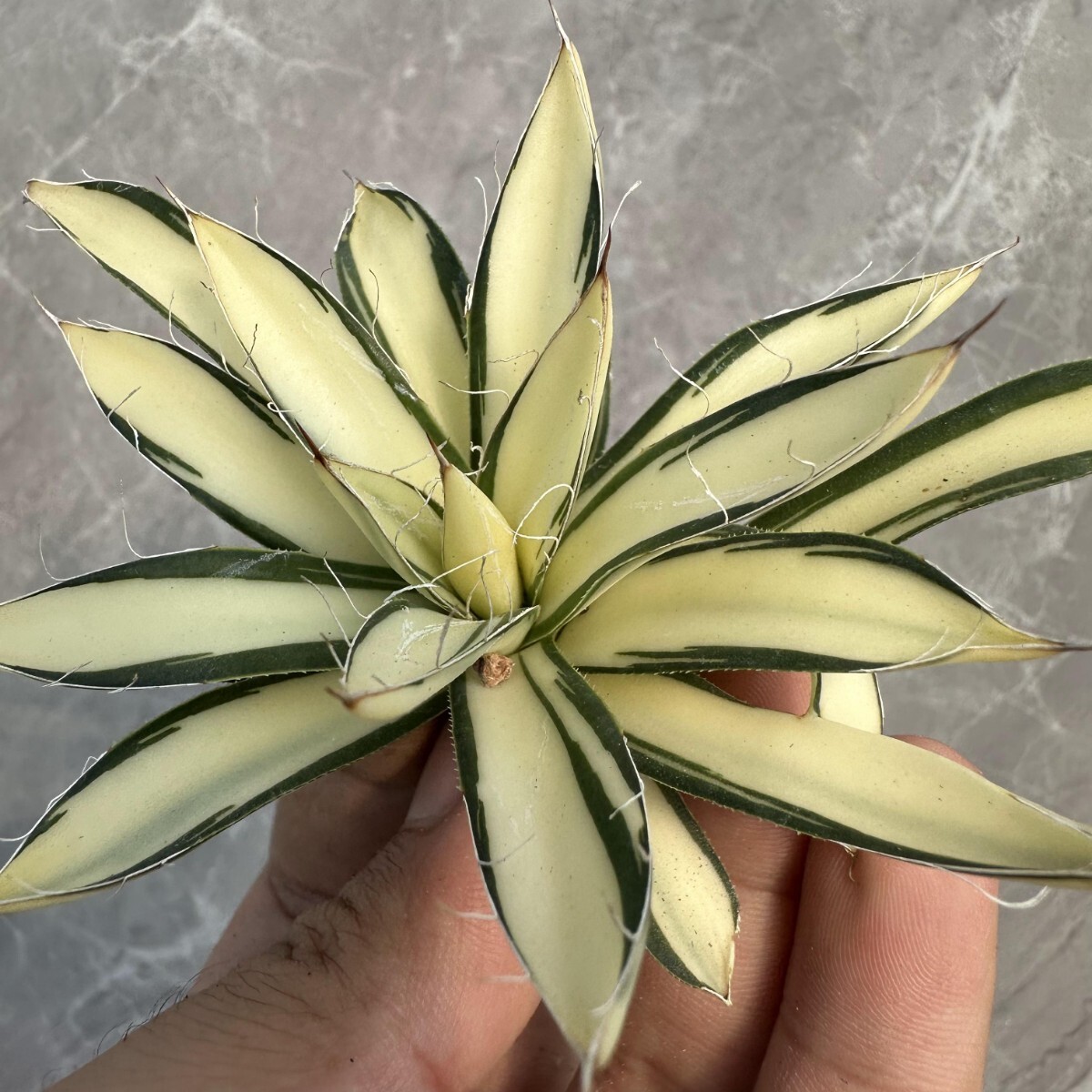 Yahoo!オークション - W89 アガベ姫乱れ雪錦 縞斑 選抜株