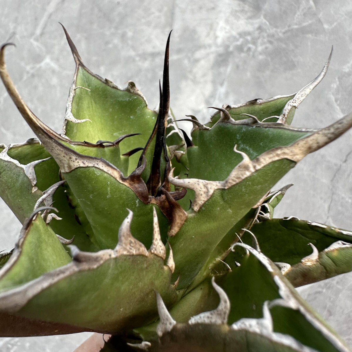 Yahoo!オークション - X28 特選 アガベ 多肉植物 チタノタ ハデス Hade...