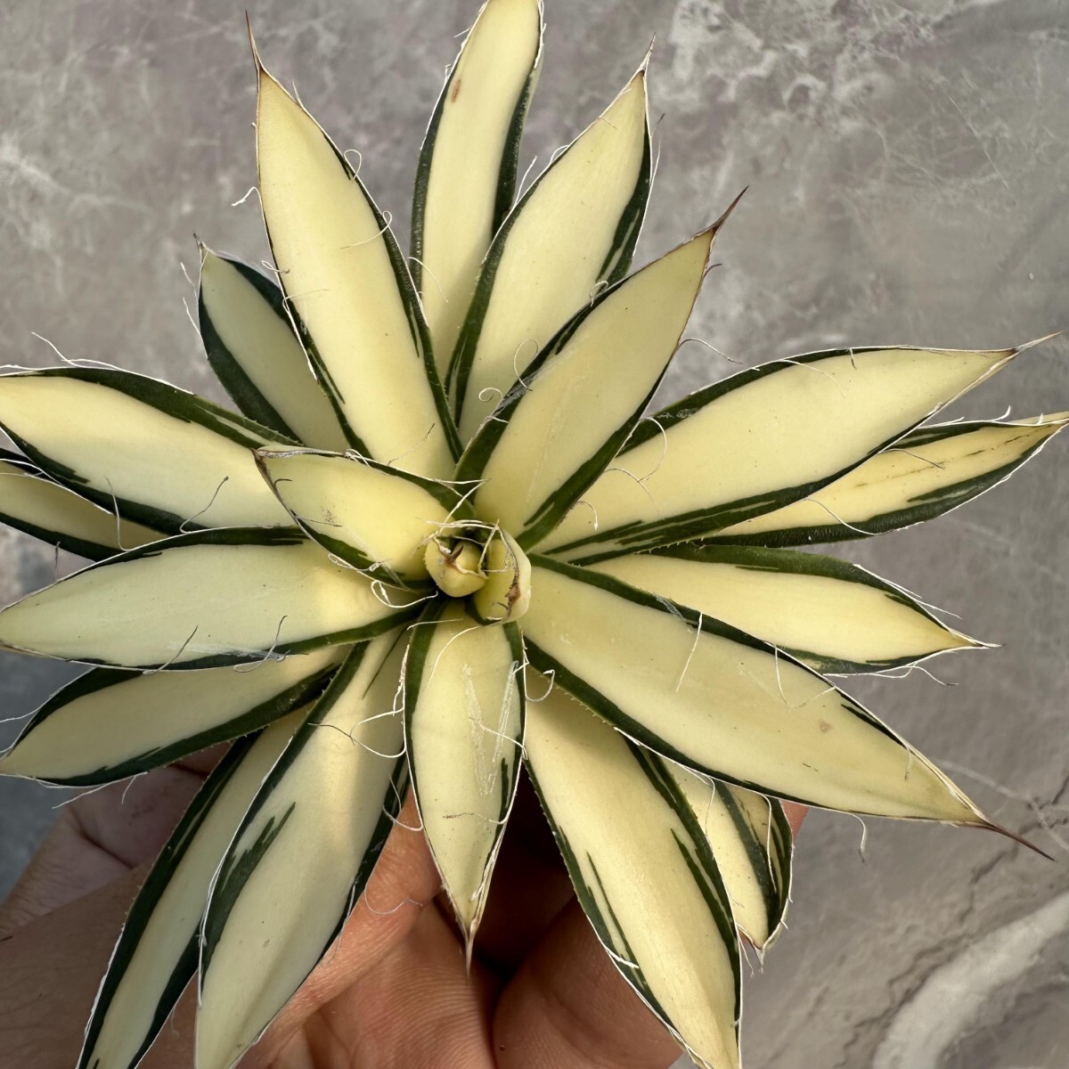 Yahoo!オークション - X86 アガベ姫乱れ雪錦 縞斑 選抜株