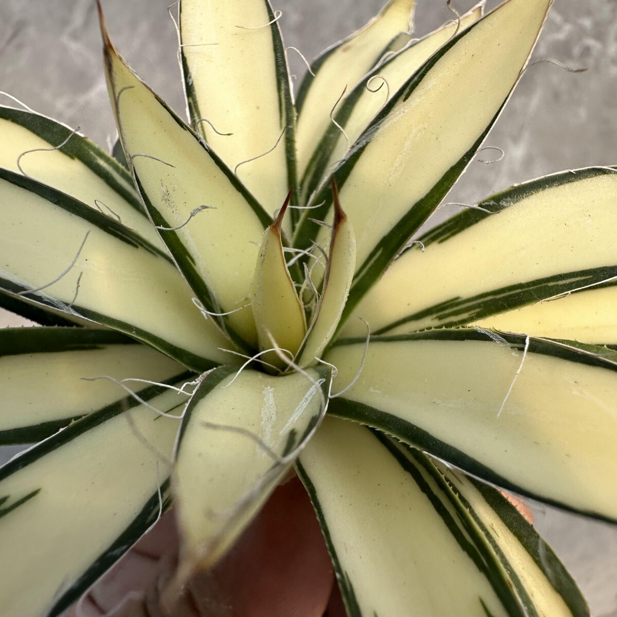 Yahoo!オークション - X86 アガベ姫乱れ雪錦 縞斑 選抜株