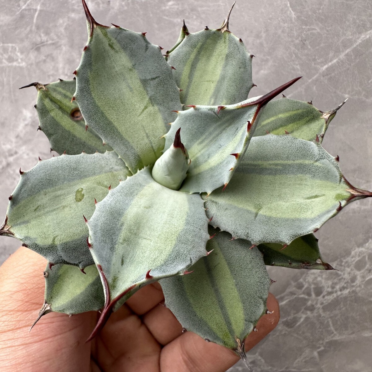 Yahoo!オークション - Z5 アガベ パリー ホーチエンシス 極上斑 斑入り...