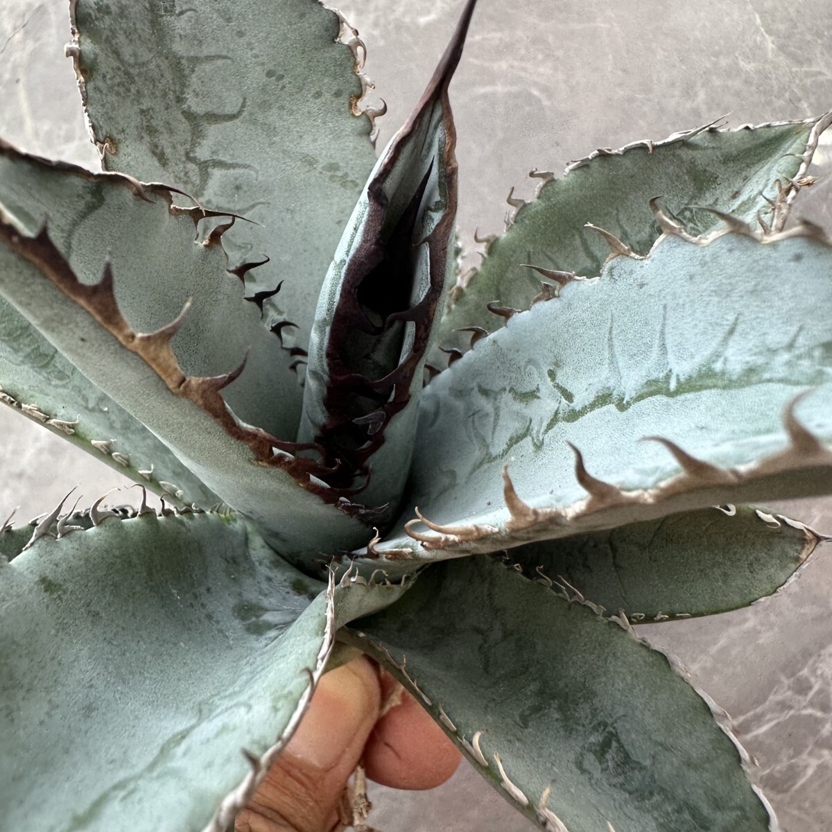 Yahoo!オークション - Z37 多肉植物 アガベ チタノタ ライオンズメーン...