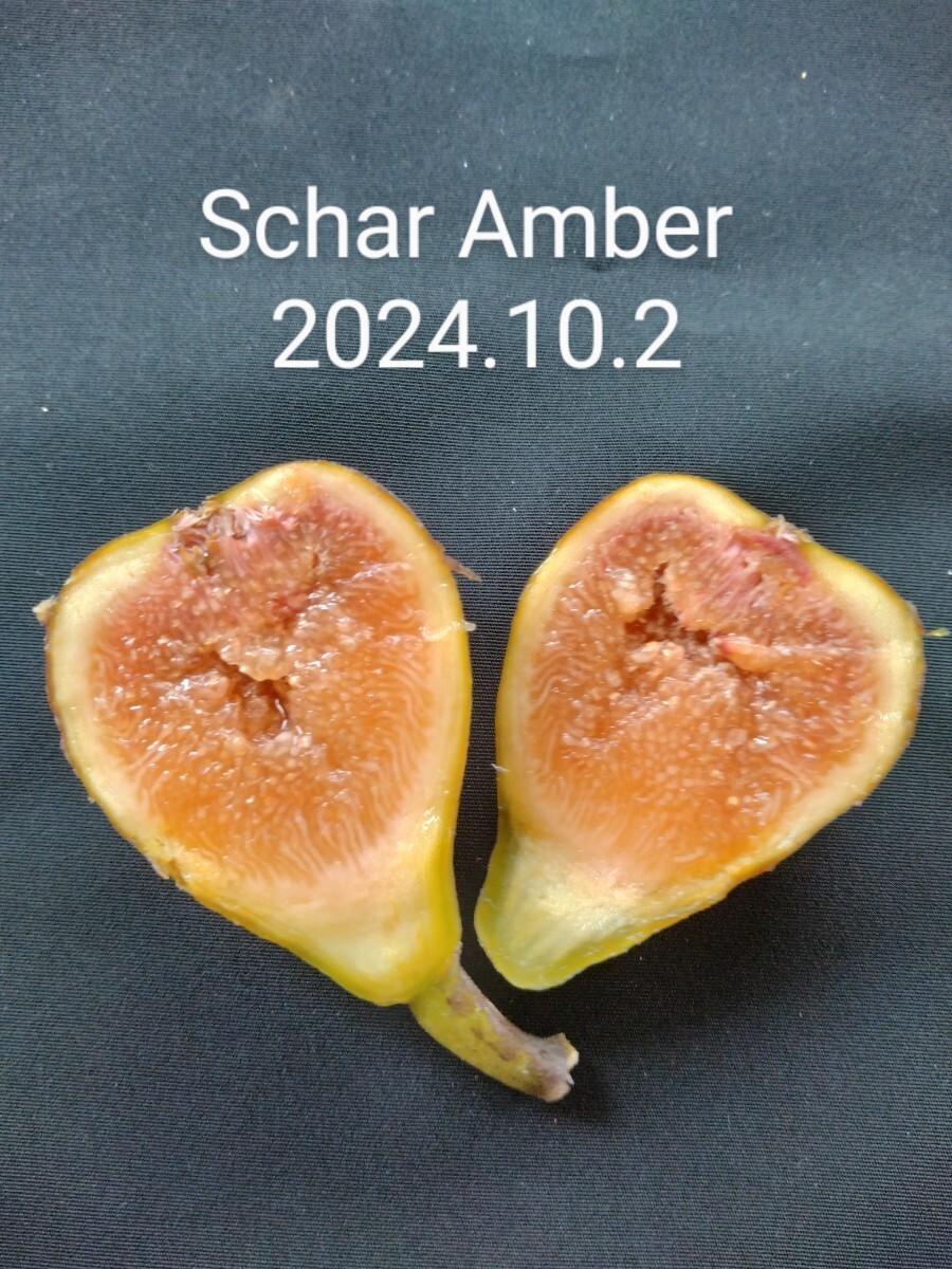 Yahoo!オークション - 人気品種 Schar Amber(シャーアンバー)昨年挿し...