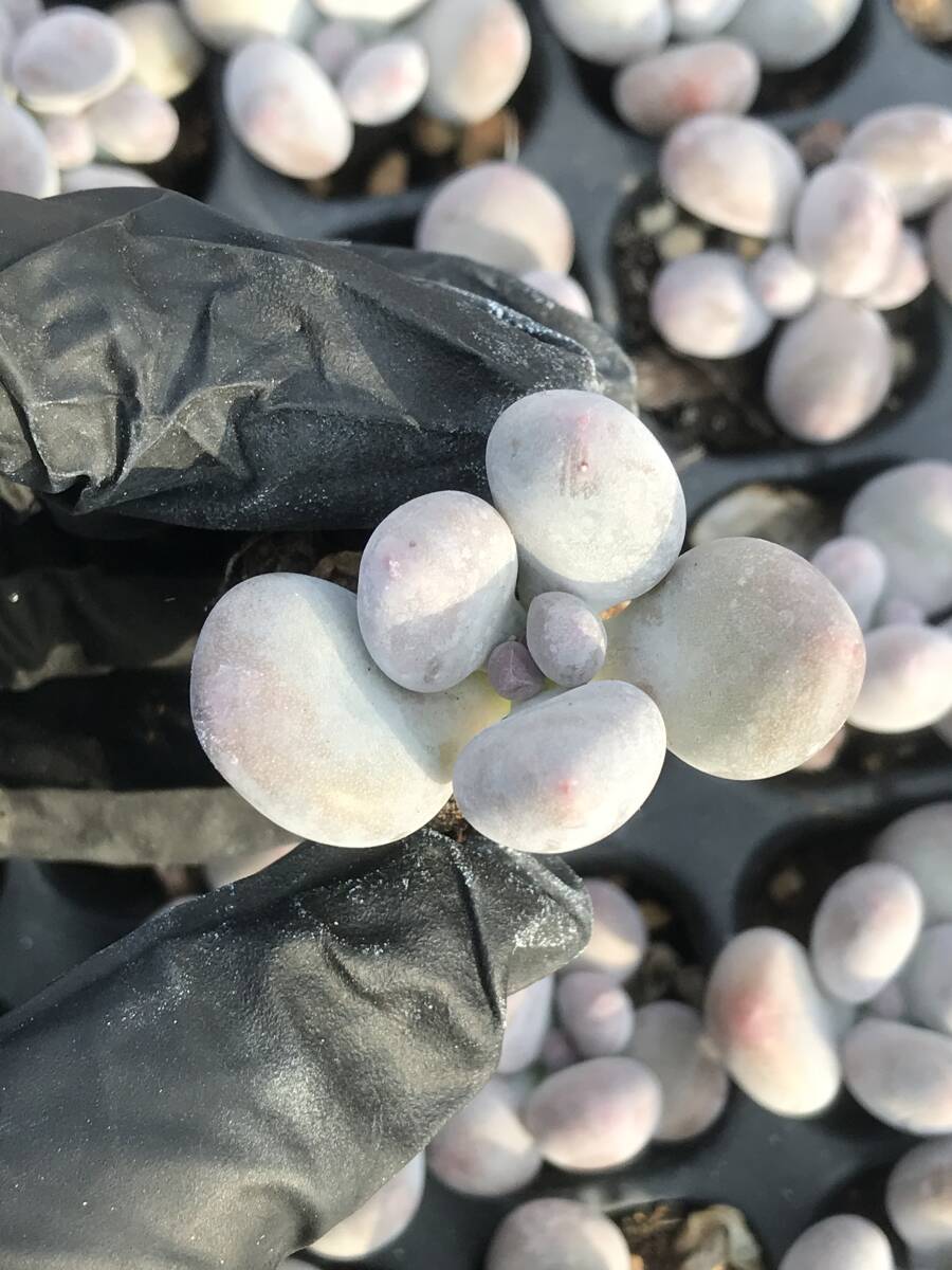 Yahoo!オークション - 128株 G77-7 多肉植物 エケベリア チーズサボテ...