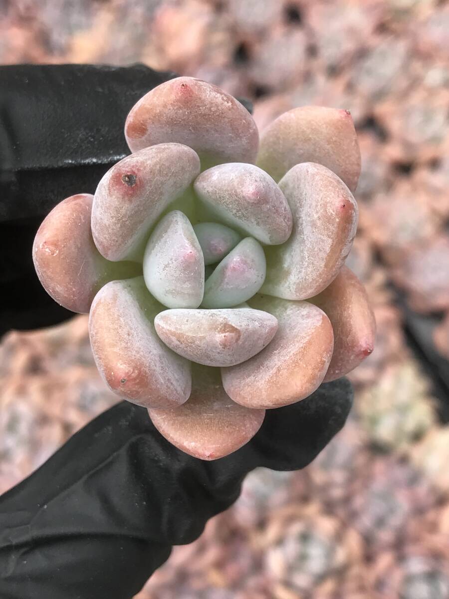 Yahoo!オークション - 105株 H57-6 多肉植物 エケベリア op氷玉サボテ...