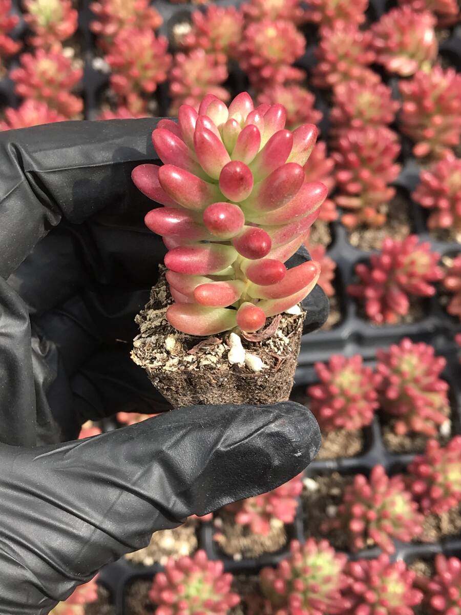 Yahoo!オークション - 72株 L48-3 多肉植物 エケベリア 虹の玉 サボテ...