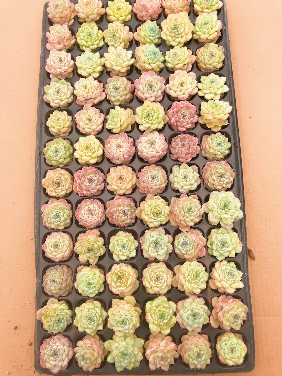 Yahoo!オークション - 72株 J19-1 多肉植物 エケベリア 氷の魂 観葉植...