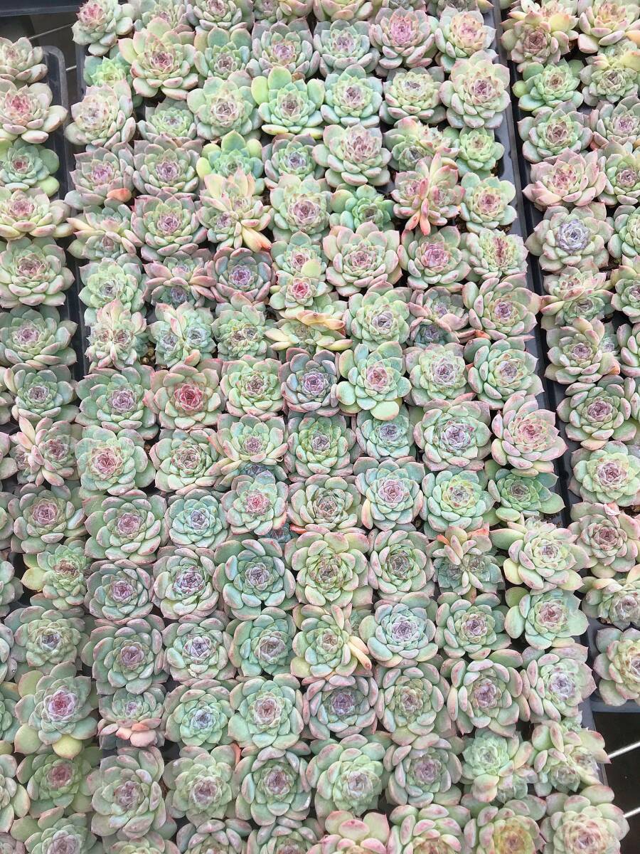 Yahoo!オークション - 105株 J34-1 多肉植物 エケベリア 氷氷 観葉植物...