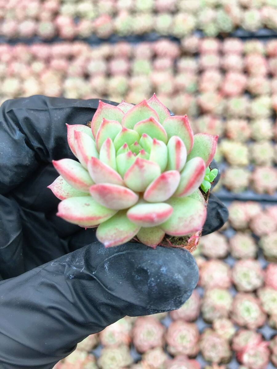 Yahoo!オークション - 105株 J58-6 多肉植物 エケベリア アゴールデン...