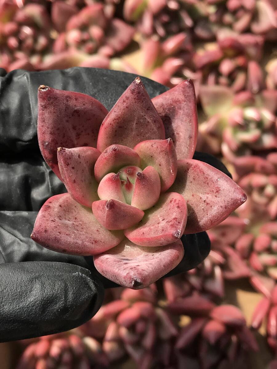 Yahoo!オークション - 44株 L147-3 エケベリア 韓国苗 サボテン 多肉植...