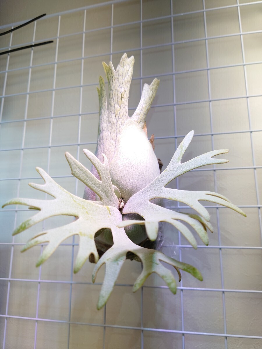 Yahoo!オークション - P.willinckii Jade Girl sporeling TP-003 ビカ...