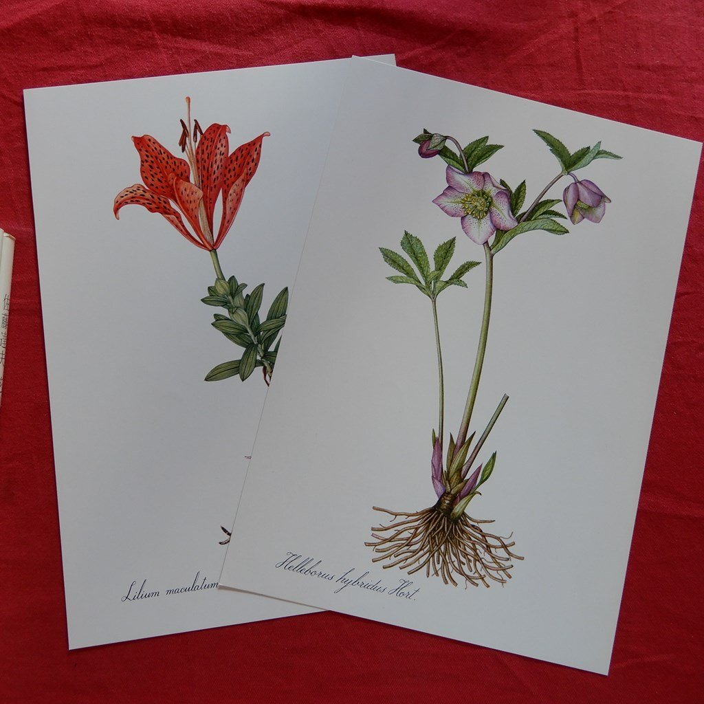 Yahoo!オークション - z75【佐藤達夫-花の画集 全3巻/東京新聞・昭和49...