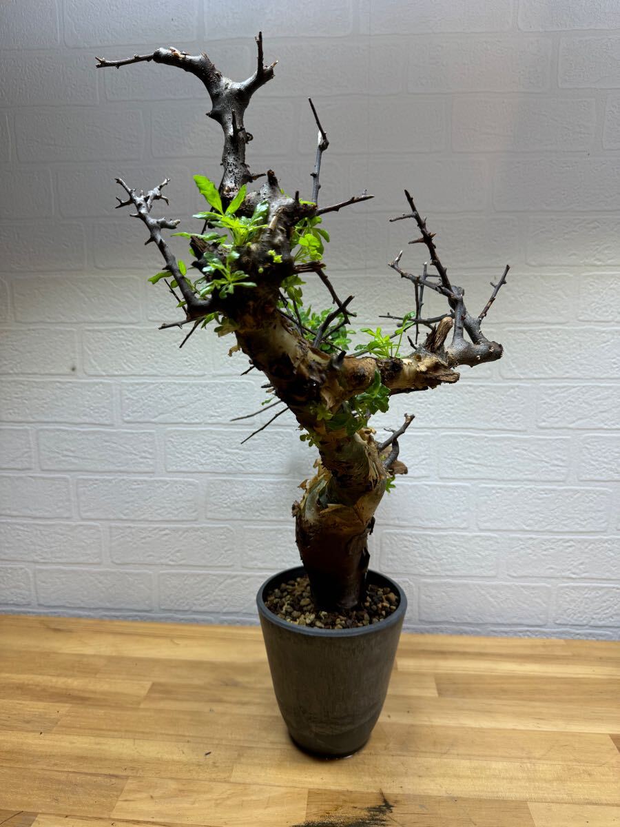 コミフォラ カタフ ターカネンシス commiphora kataf var. turkanensis(その他)｜売買されたオークション情報、yahooの商品情報をアーカイブ公開 ...