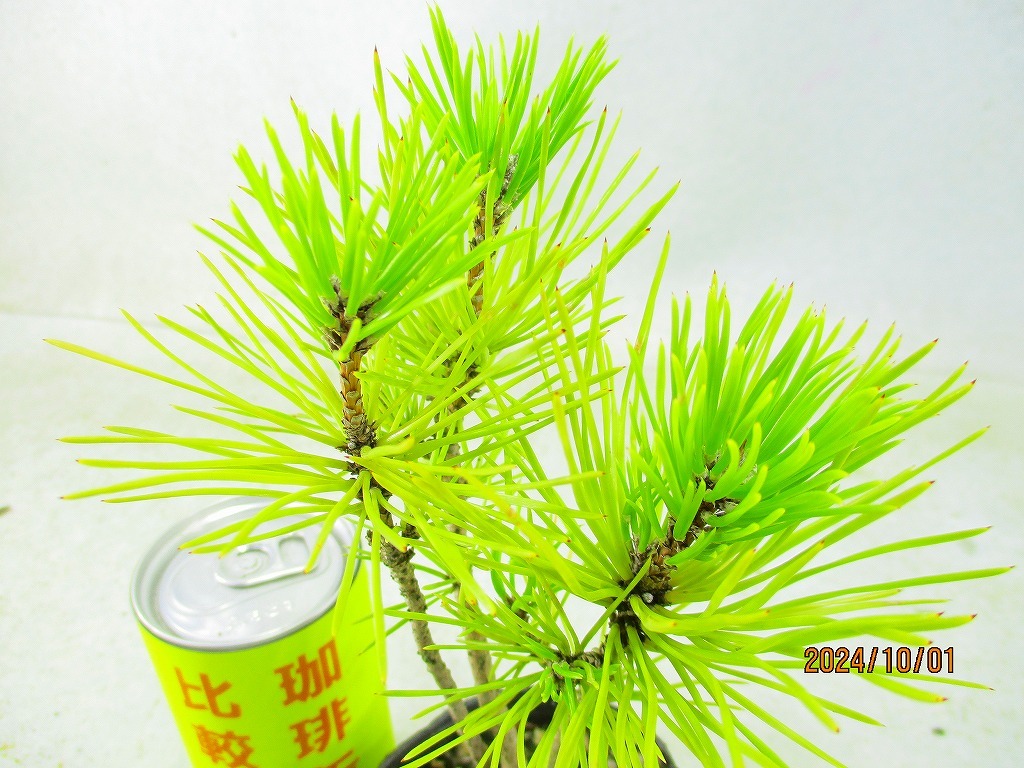 Yahoo!オークション - [緑の市場] 小品盆栽素材 黒松(10181)画像全高 2...