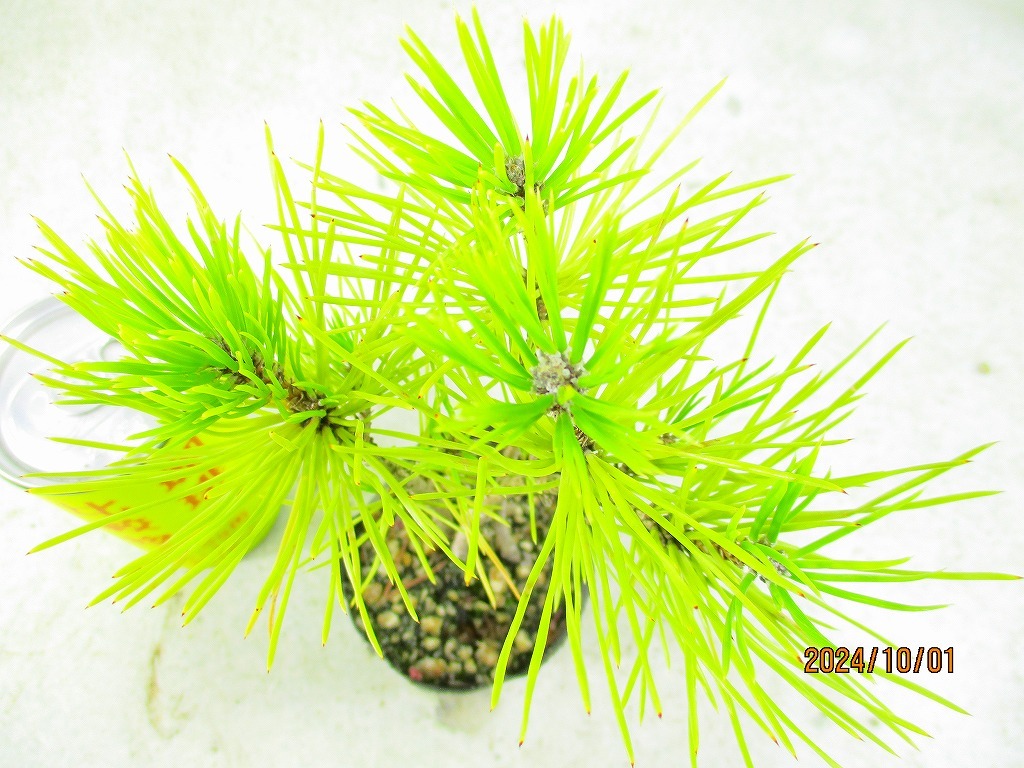 Yahoo!オークション - [緑の市場] 小品盆栽素材 黒松(10181)画像全高 2...