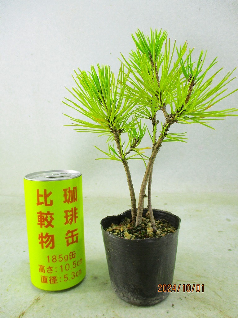 Yahoo!オークション - [緑の市場] 小品盆栽素材 黒松(10181)画像全高 2...