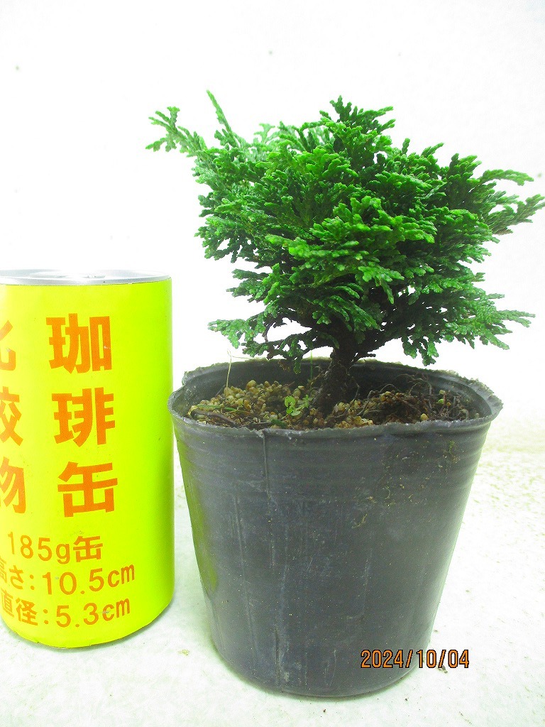 Yahoo!オークション - [緑の市場] 小品盆栽素材 津山ヒノキ (10347)画...