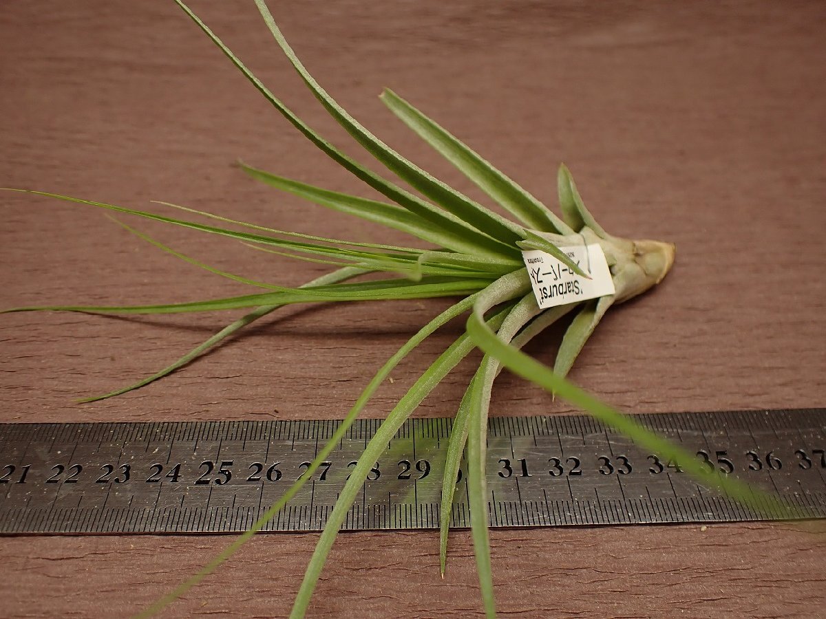 Yahoo!オークション - Tillandsia 'Starburst' チランジア スターバー...