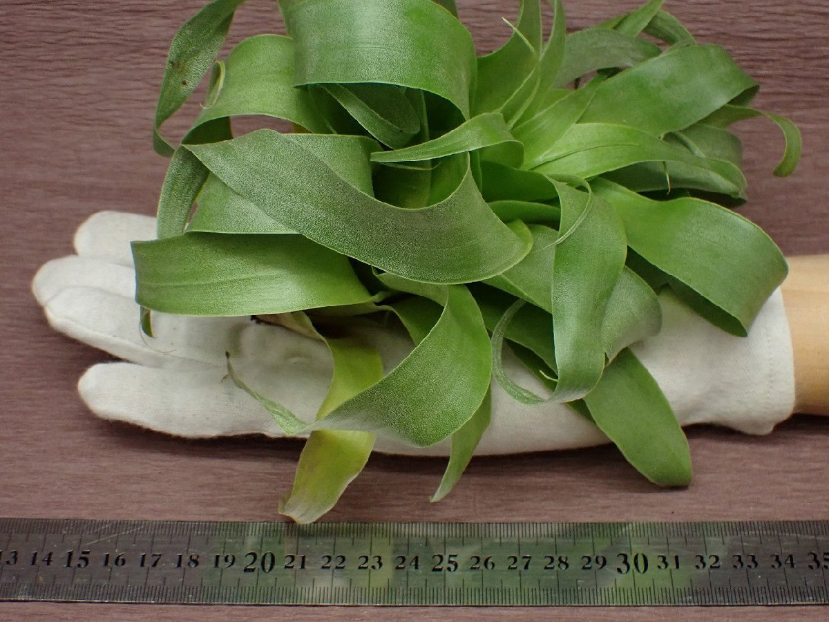 Yahoo!オークション - Tillandsia 'Samantha' チランジア サマンサ 752...