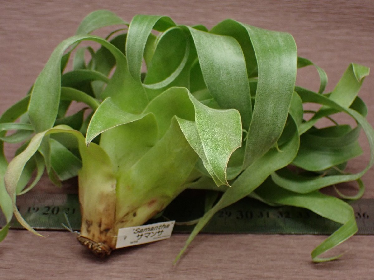 Yahoo!オークション - Tillandsia 'Samantha' チランジア サマンサ 752...