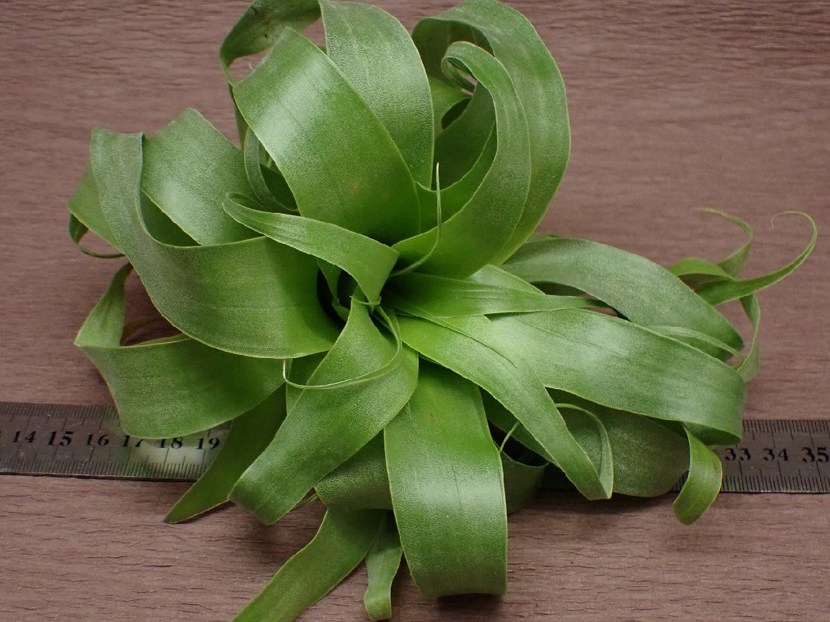 Yahoo!オークション - Tillandsia 'Samantha' チランジア サマンサ 752...