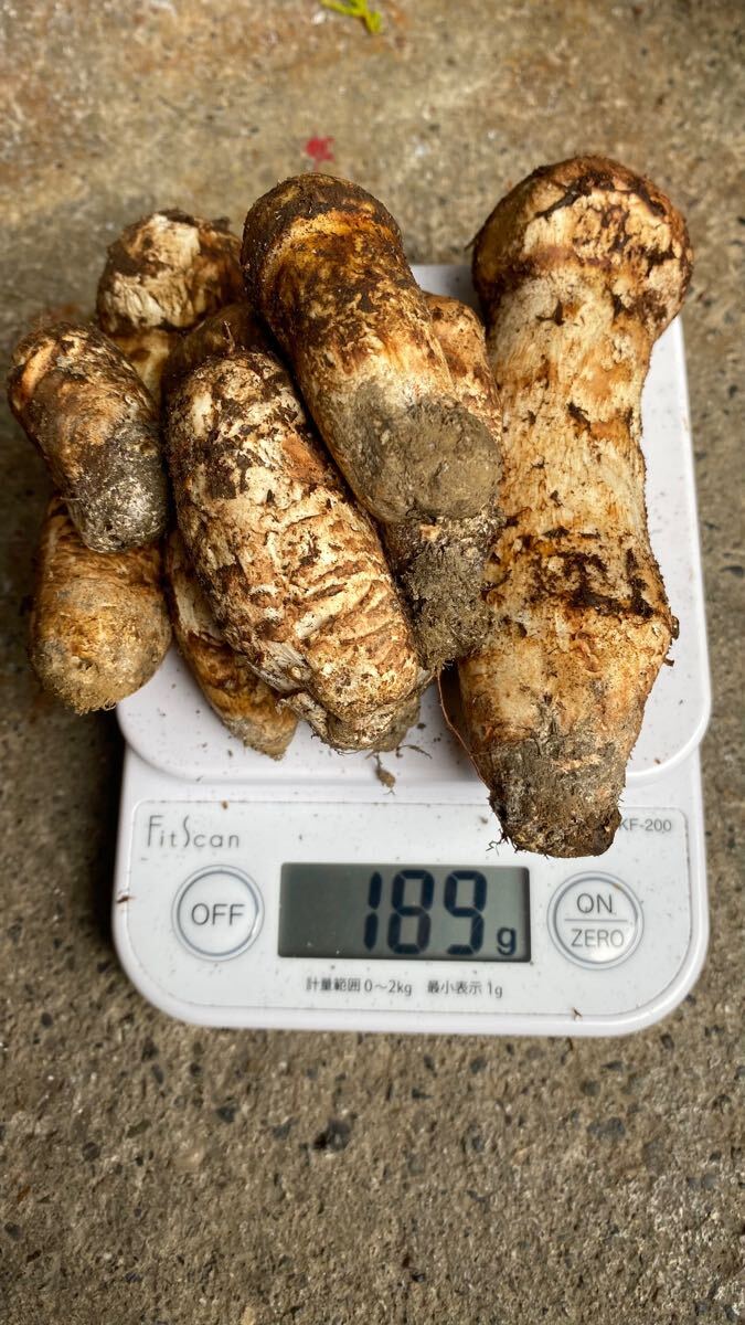 Yahoo!オークション - 19 今朝採り 松茸 189g 長野県 木曽マツタケ