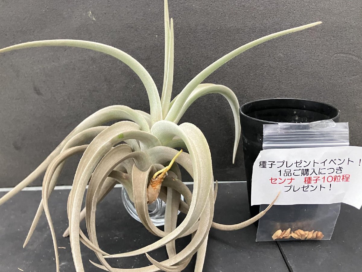 Yahoo!オークション - 4768 「エアプランツ」tillandsia paleacea × l...