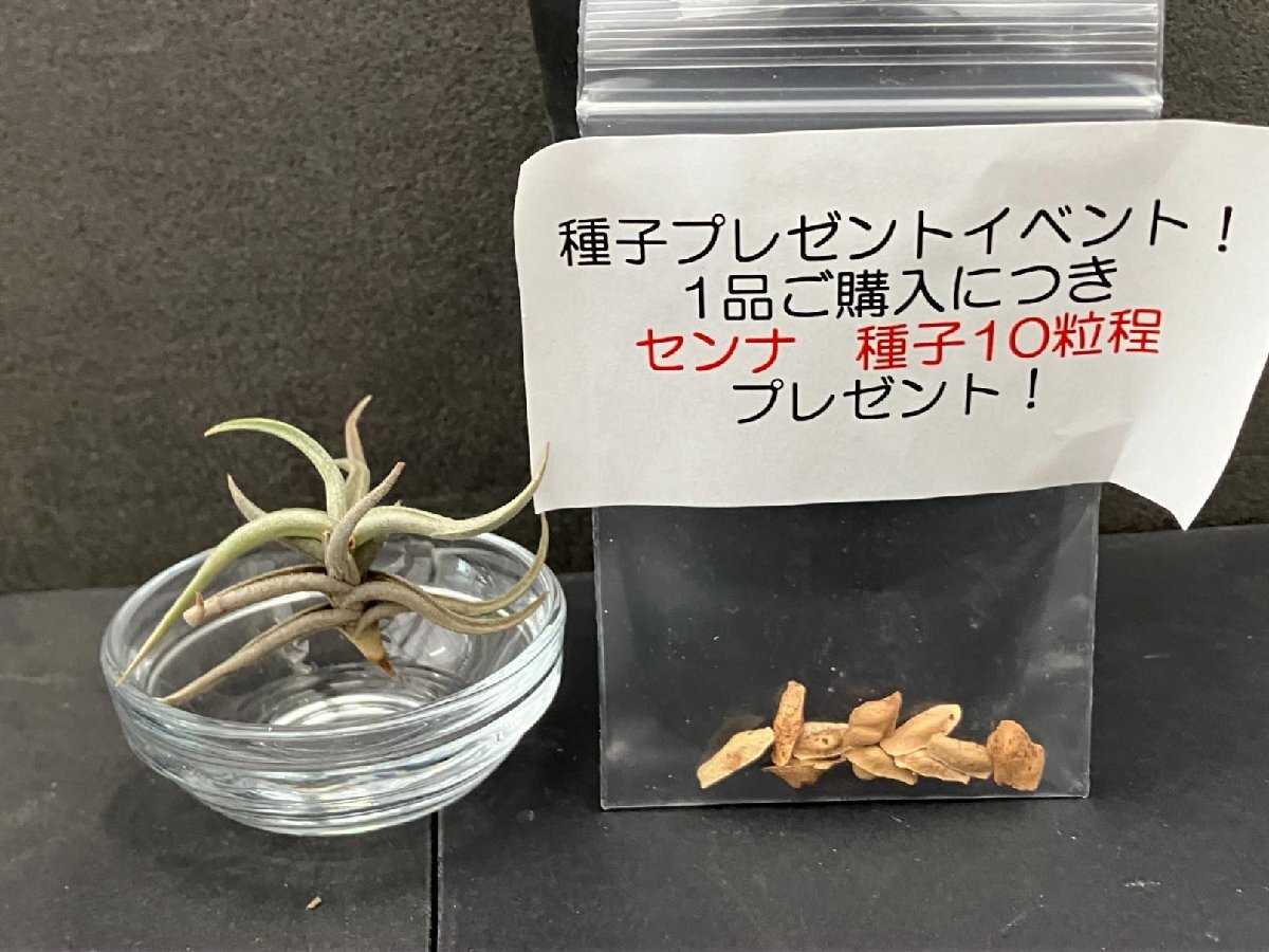 Yahoo!オークション - 4663 「エアプランツ」tillandsia rectangura ×...