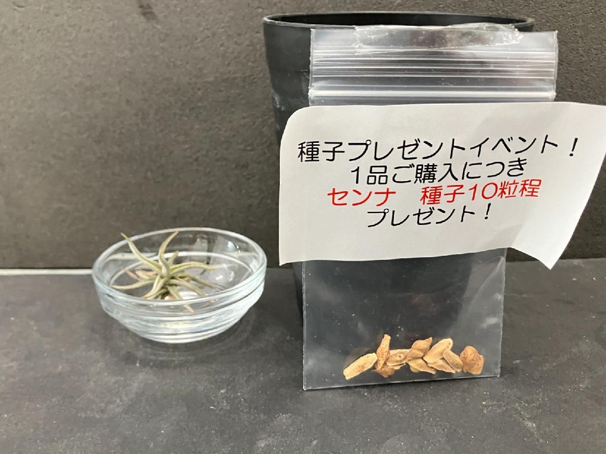 Yahoo!オークション - 4681 「エアプランツ」tillandsia rectangura ×...