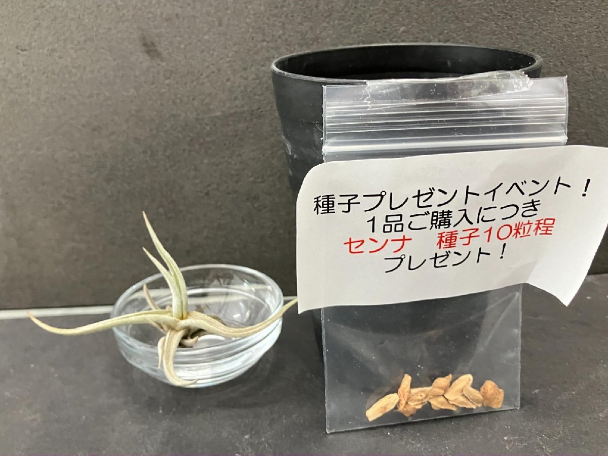 Yahoo!オークション - 4685 「エアプランツ」tillandsia rectangura ×...