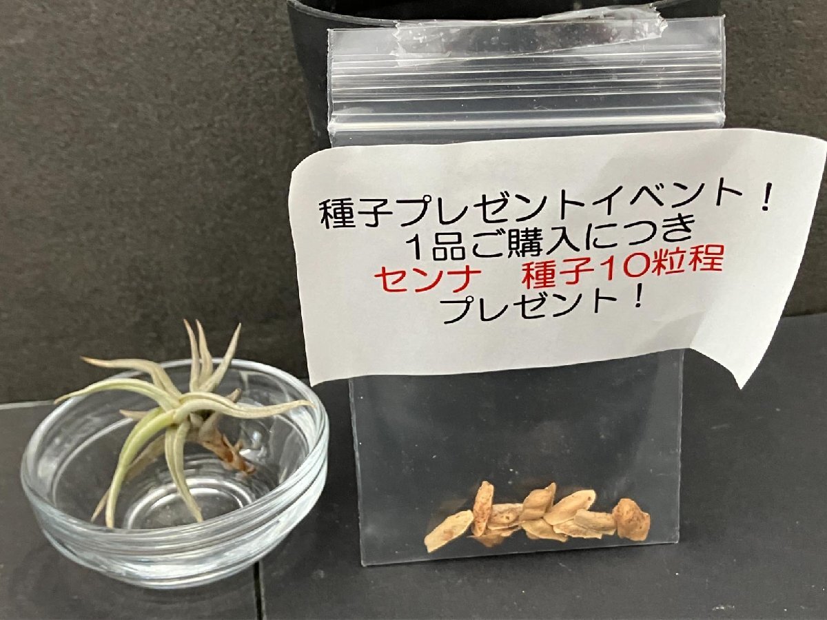 Yahoo!オークション - 4668 「エアプランツ」tillandsia rectangura ×...