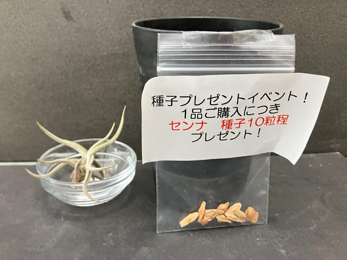 Yahoo!オークション - 4680 「エアプランツ」tillandsia rectangura ×...