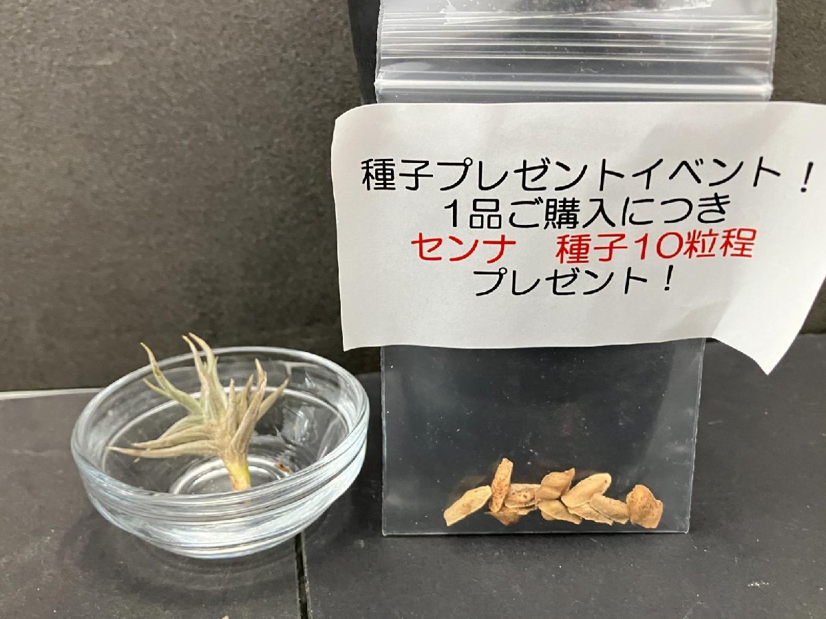 Yahoo!オークション - 4677 「エアプランツ」tillandsia rectangura ×...