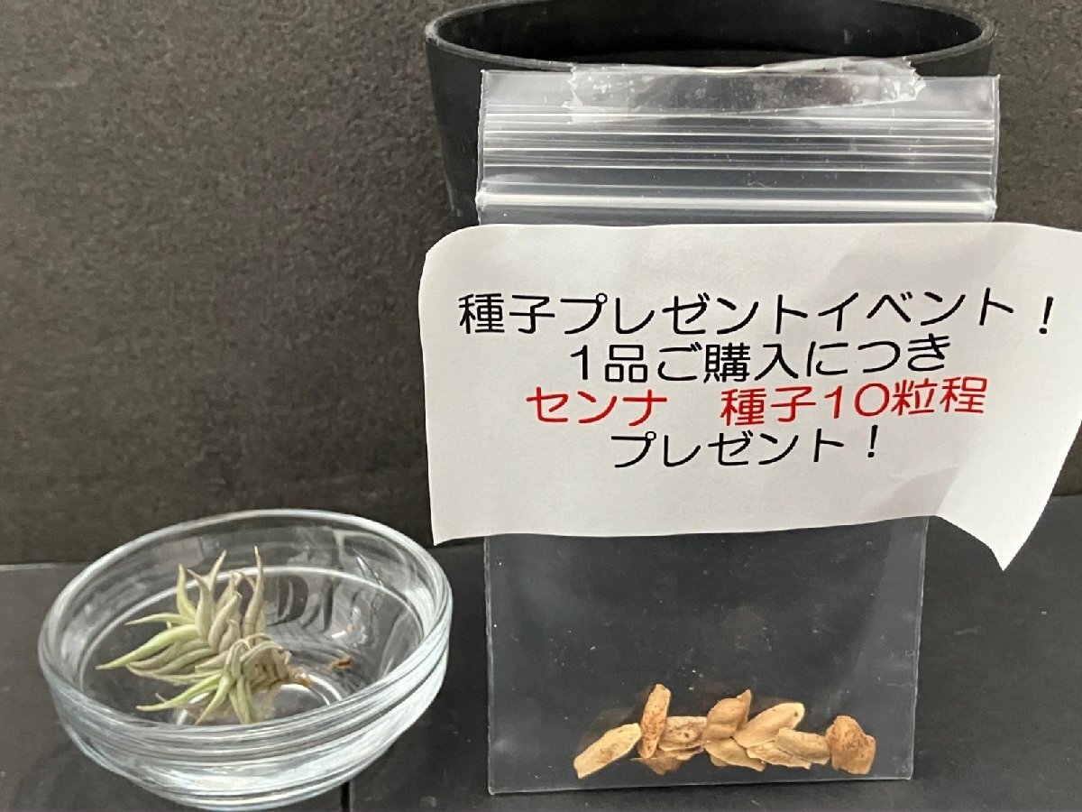 Yahoo!オークション - 4666 「エアプランツ」tillandsia rectangura ×...