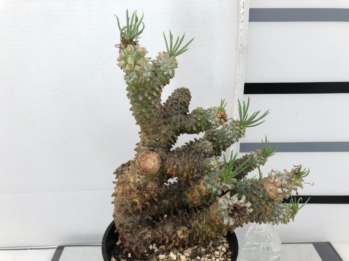 Yahoo!オークション - 8738 「塊根植物」チレコドン ワリチー 植え【発...