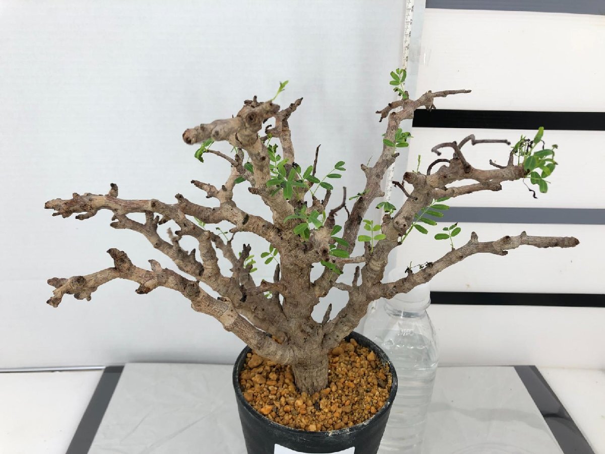 Yahoo!オークション - 8708 「塊根植物」センナ メリディオナリス 植え...