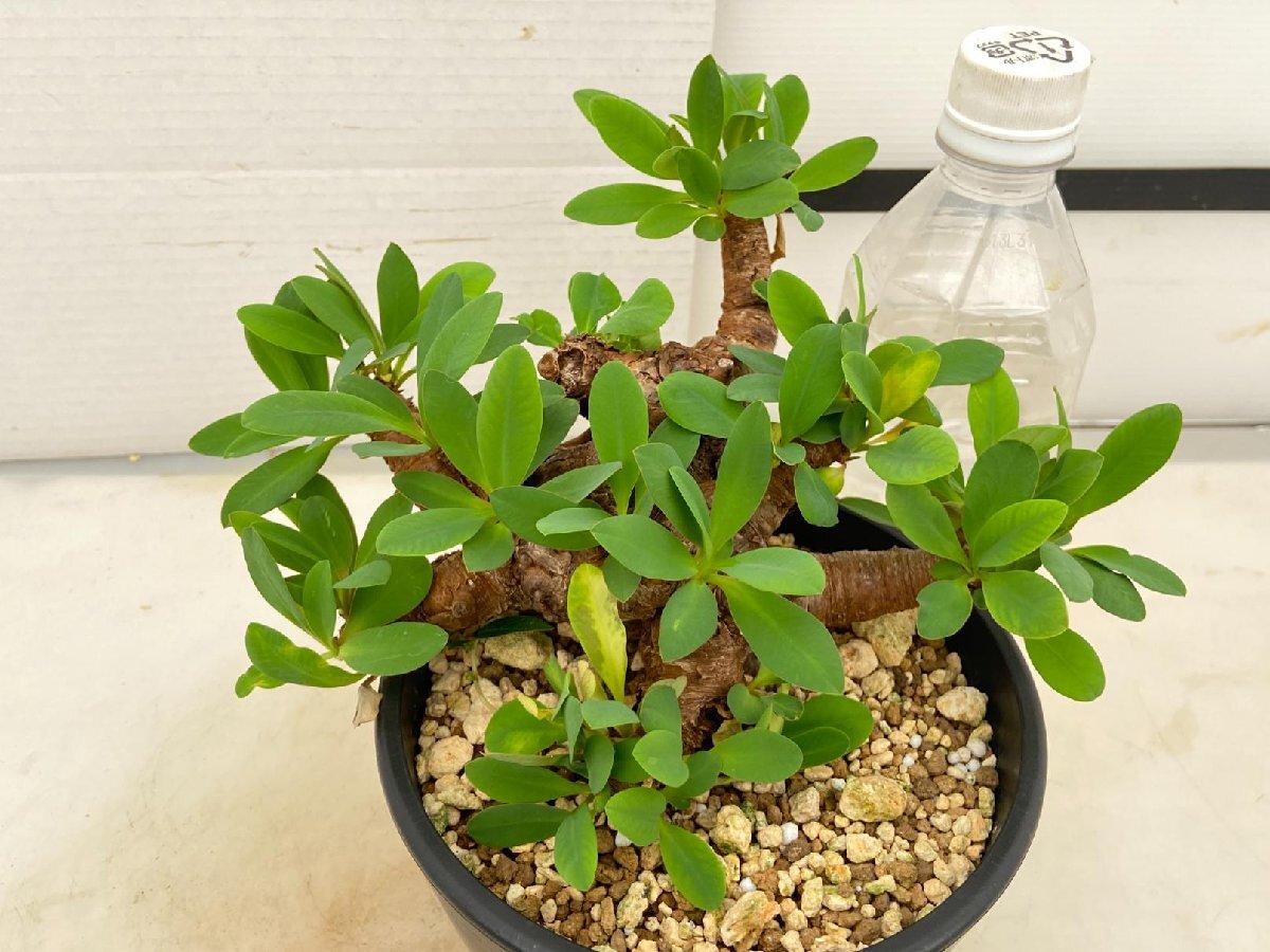 Yahoo!オークション - 4795 「多肉植物」ユーフォルビア イトレメンシ...