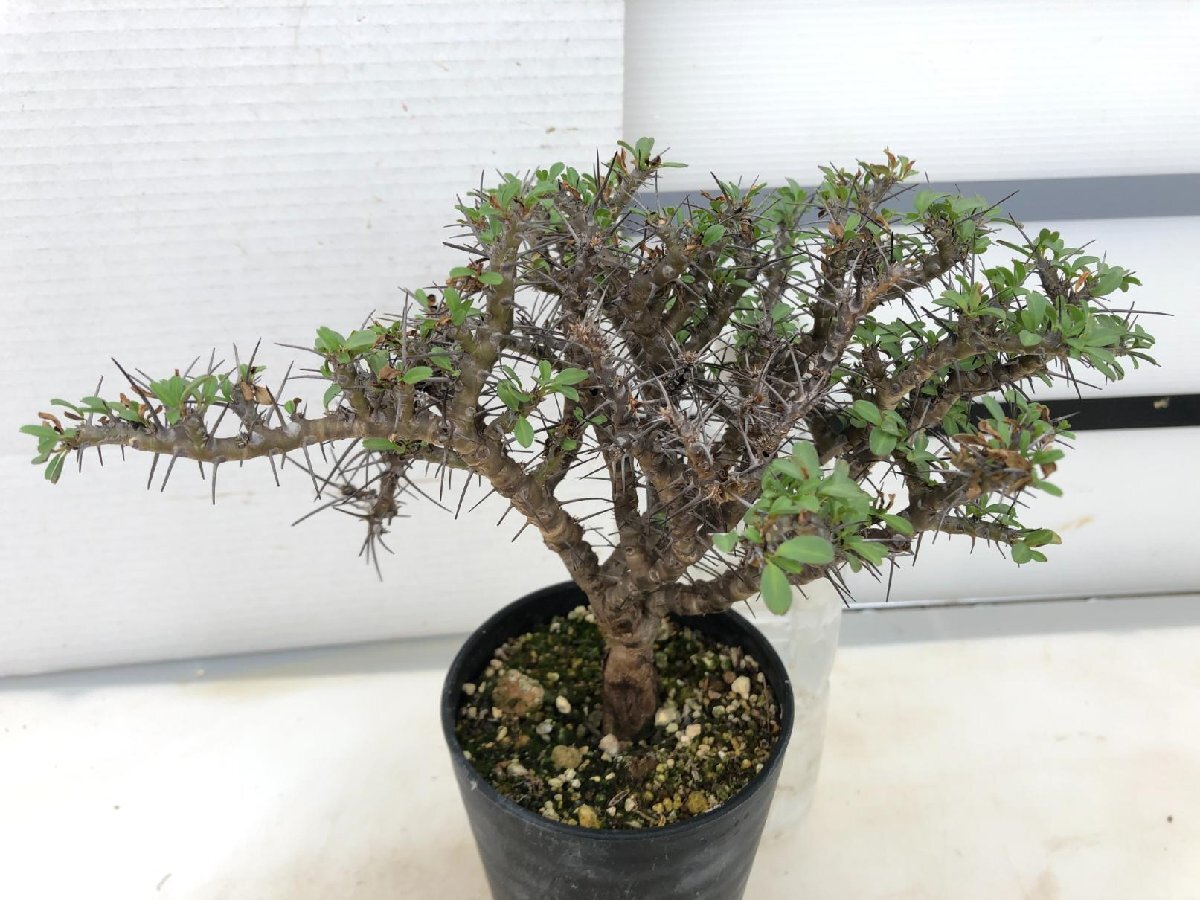 4620 塊根植物 モンソニア カンデボエンシス 植え 発根 多肉植物 美株 Monsonia Sarcocaulon camdeboensis(観葉植物)｜売買されたオークション情報 ...