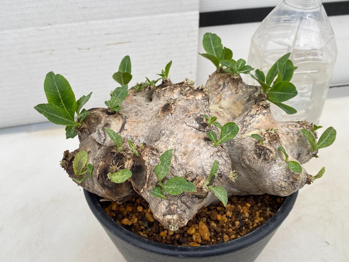 Yahoo!オークション - 9089 「塊根植物」パキポディウム 恵比寿笑い大 ...