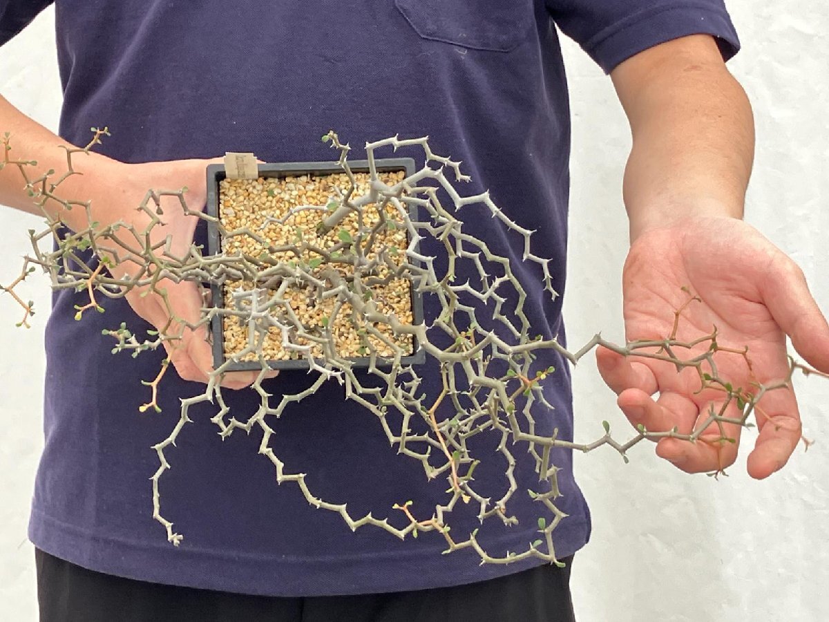 Yahoo!オークション - 8728 「塊根植物」 デカリア マダガスカリエンシ...