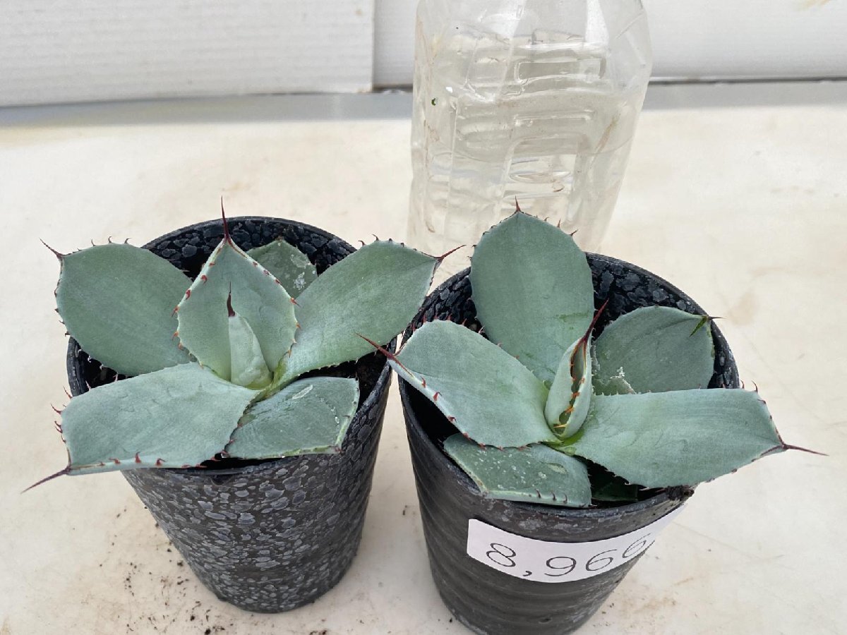 Yahoo!オークション - 8966 「多肉植物】アガベ パリートランカータ 2...